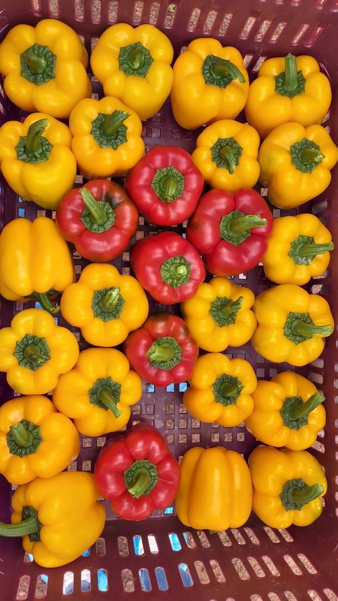 Bell peppers